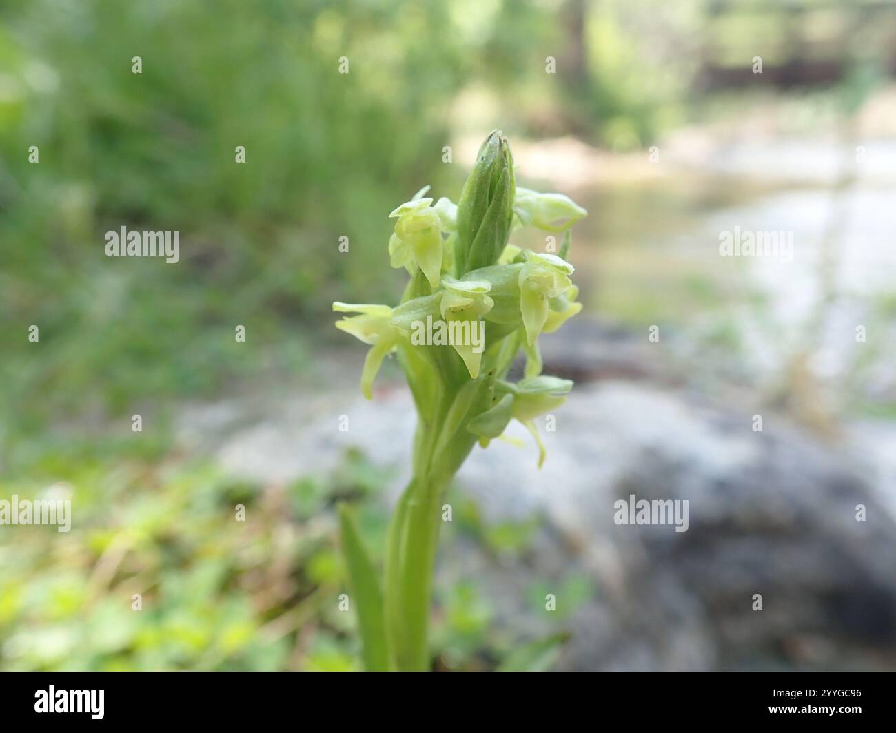 north wind bog orchid (Platanthera aquilonis Stock Photo - Alamy