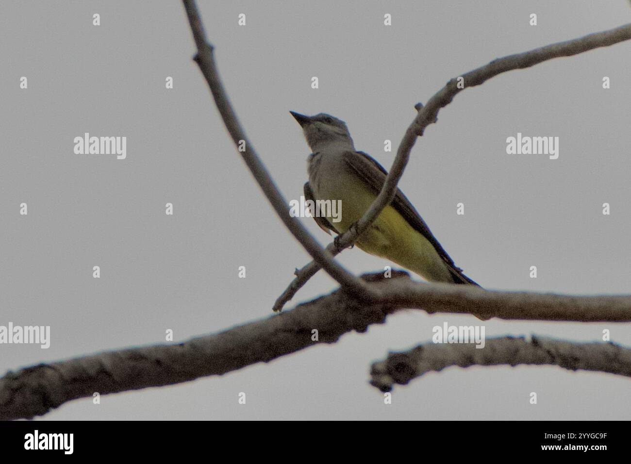 Western Kingbird (Tyrannus verticalis Stock Photo - Alamy