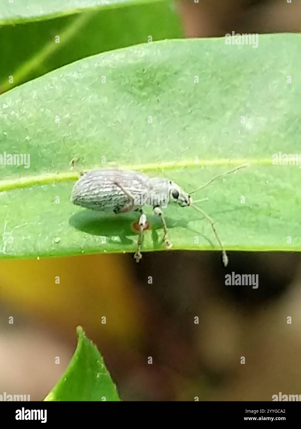 Asian oak weevil hi-res stock photography and images - Alamy