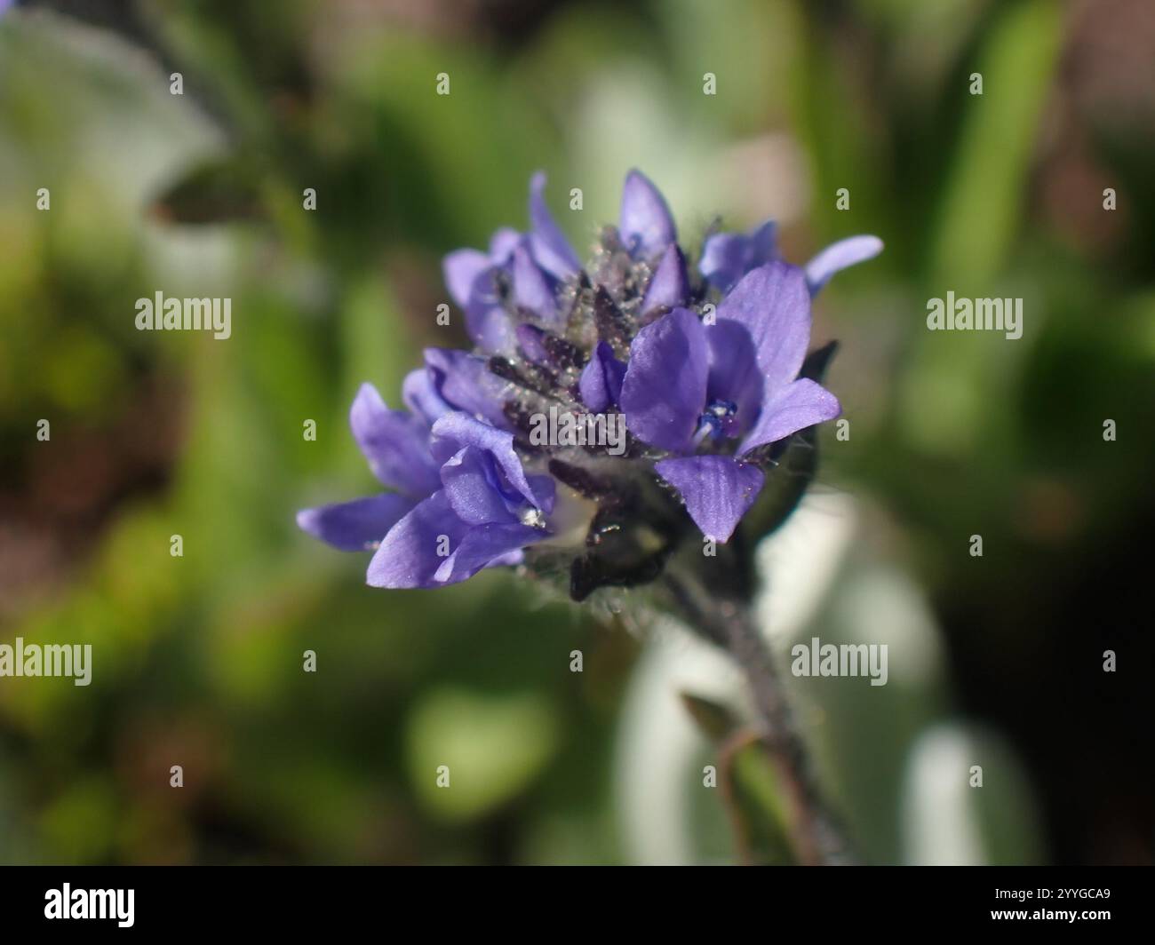 American alpine speedwell (Veronica wormskjoldii Stock Photo - Alamy