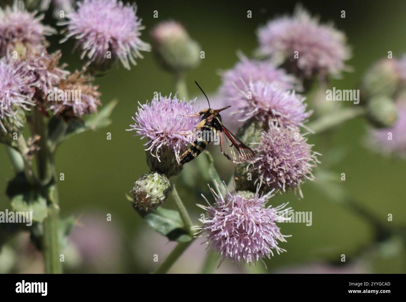 Fireweed Clearwing Moth (Albuna pyramidalis Stock Photo - Alamy