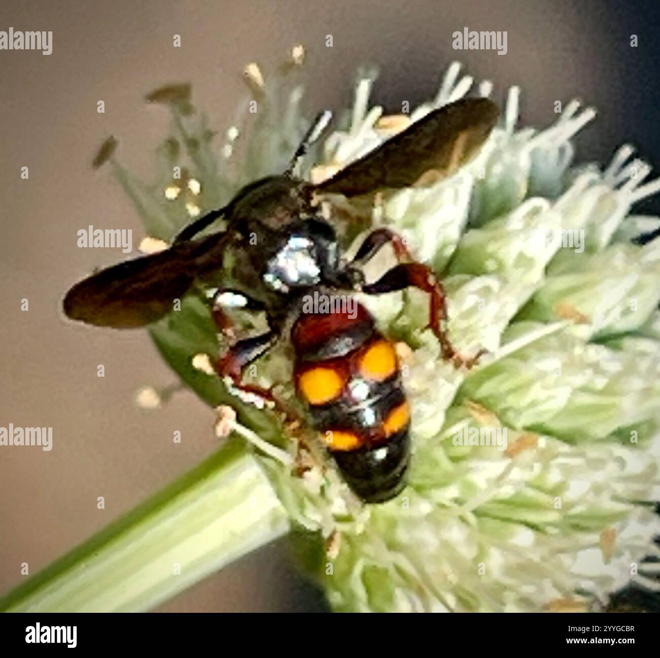 Noble Scoliid Wasp (Scolia nobilitata Stock Photo - Alamy