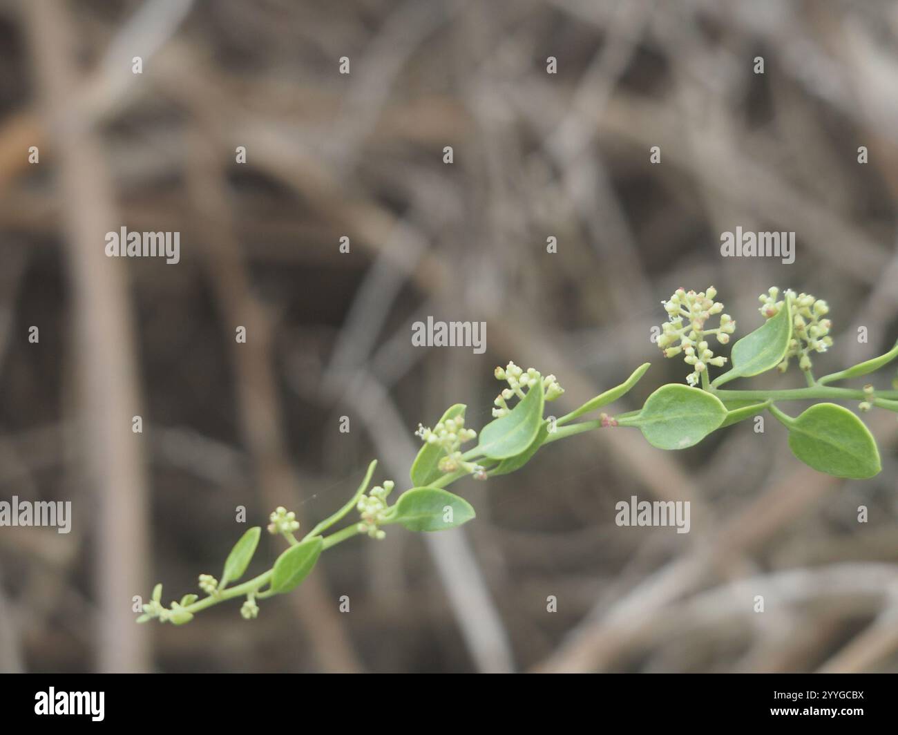 salt bush (Cryptocarpus pyriformis Stock Photo - Alamy