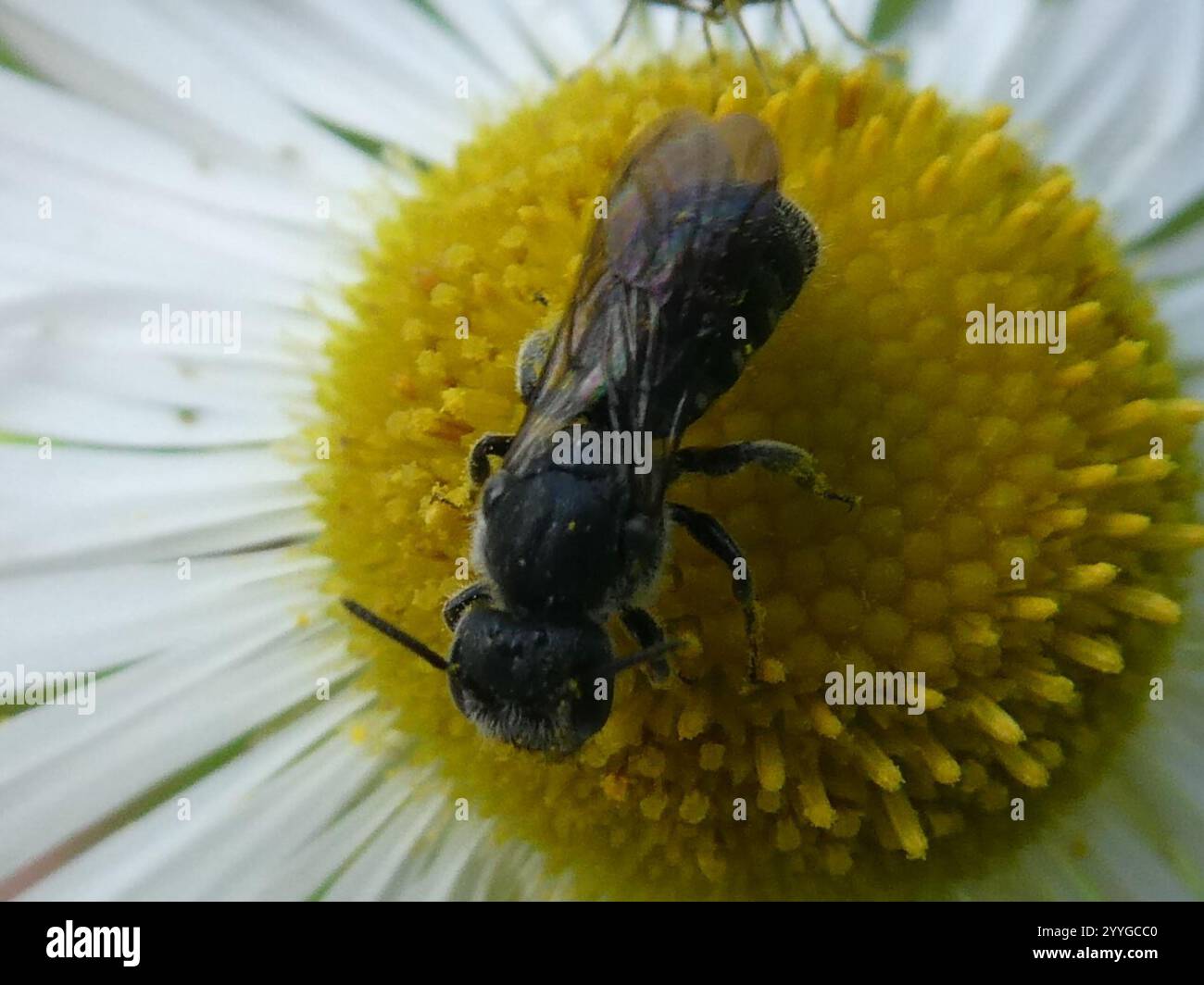 Compressed Dark Bee (Stelis coarctatus Stock Photo - Alamy