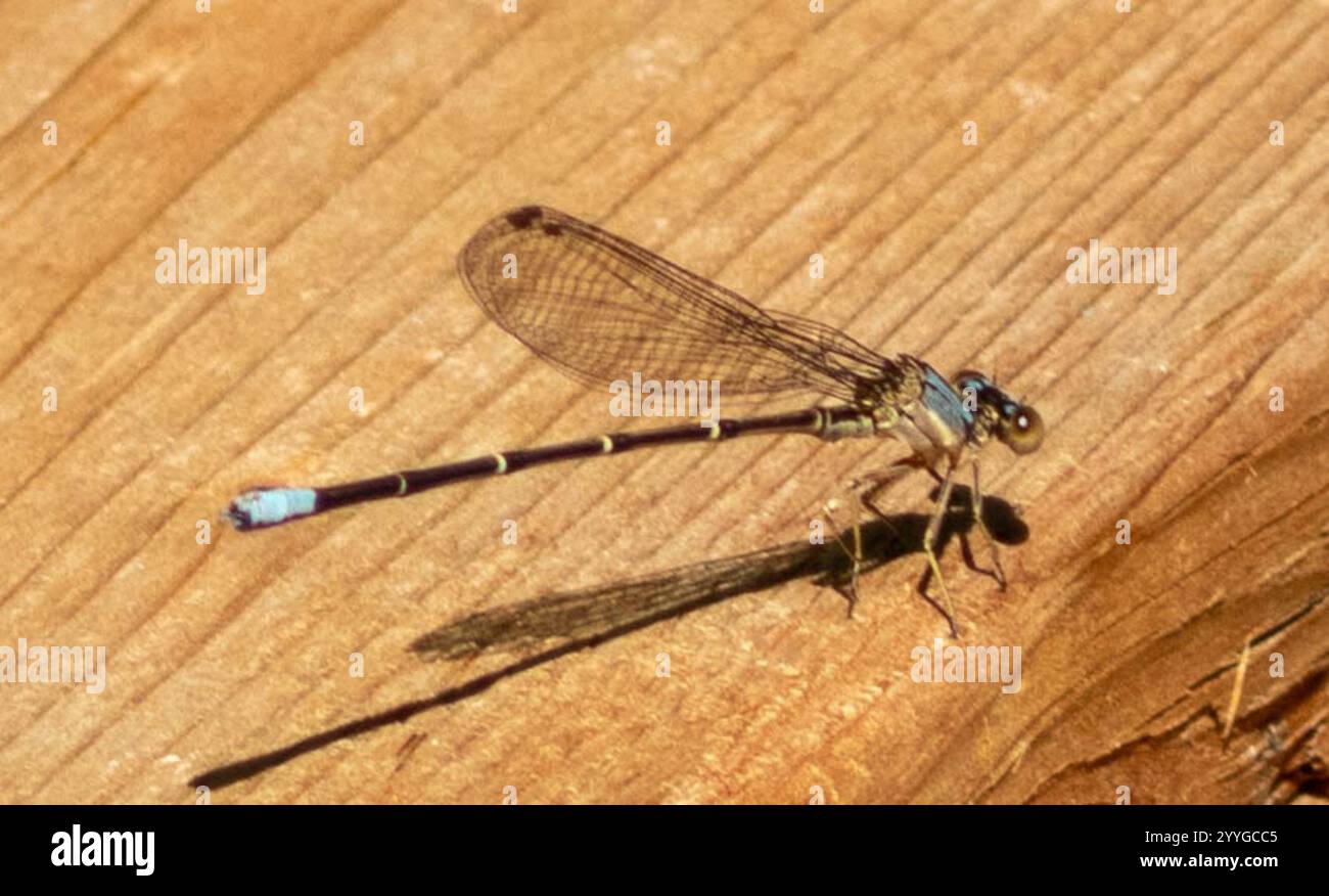 Blue-fronted Dancer (Argia apicalis Stock Photo - Alamy