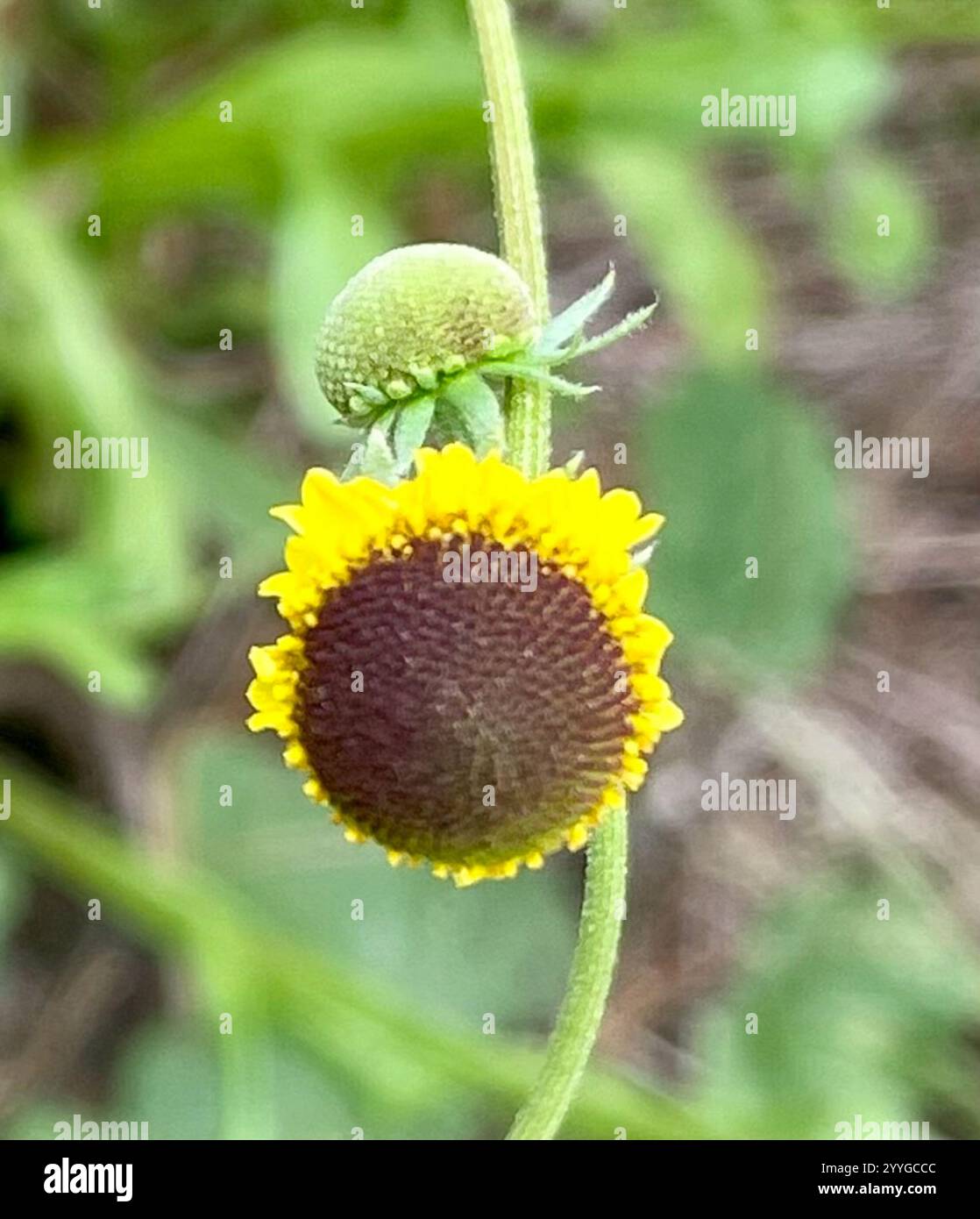 Rosilla (Helenium puberulum Stock Photo - Alamy