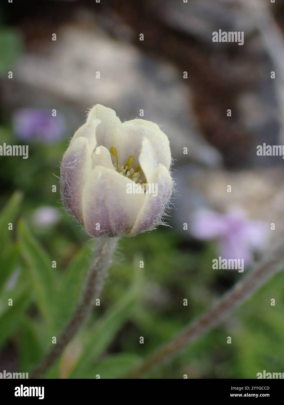 Cutleaf anemone anemone multifida hi-res stock photography and images ...