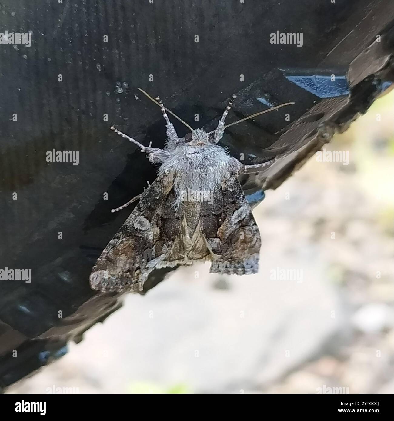 Beautiful Brocade (Lacanobia contigua Stock Photo - Alamy