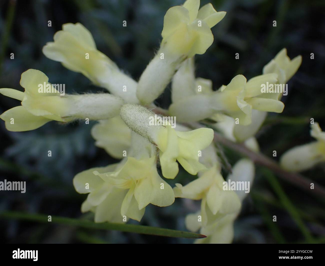 field locoweed (Oxytropis campestris Stock Photo - Alamy