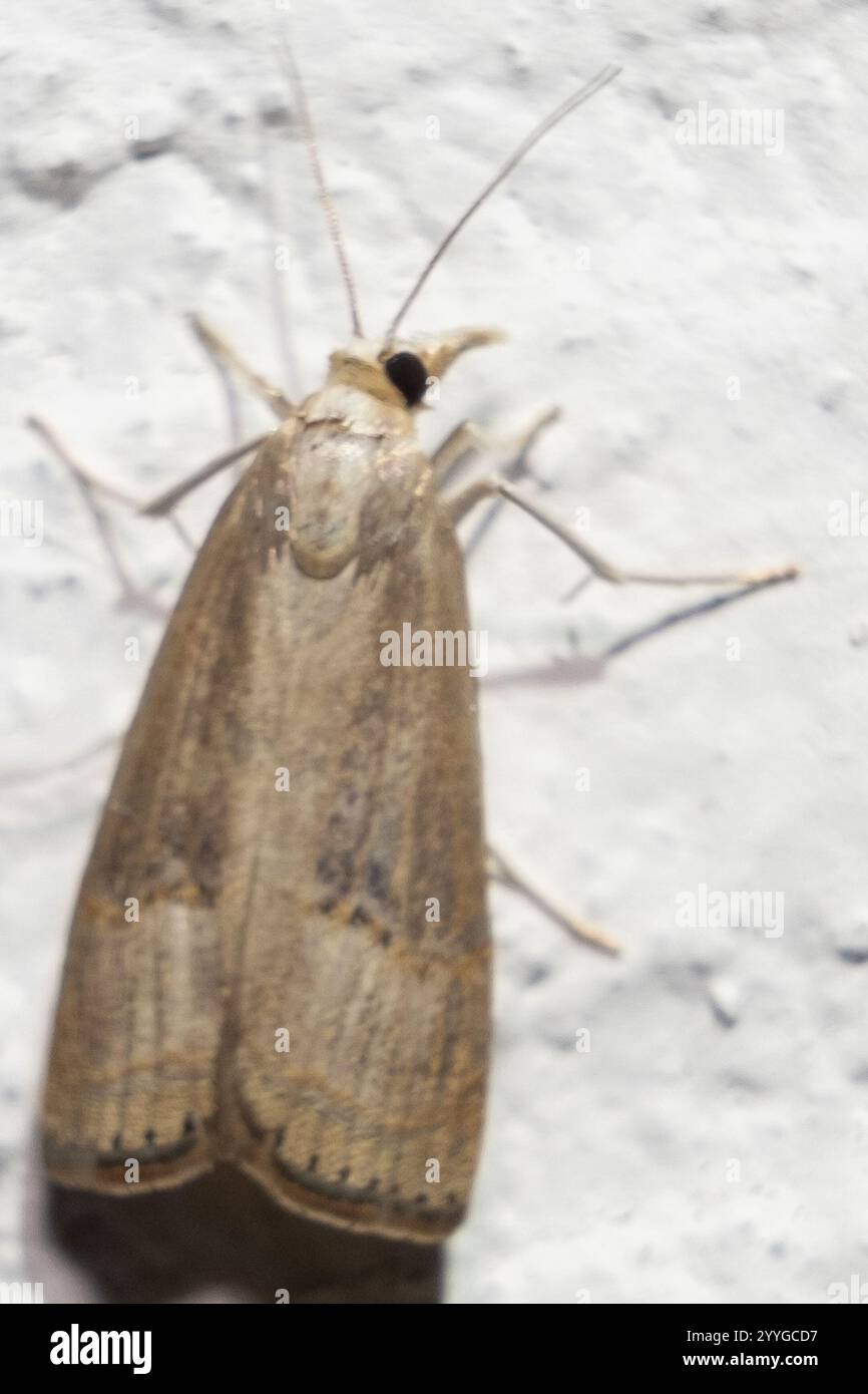 Bluegrass Webworm Moth (Parapediasia teterrellus Stock Photo - Alamy