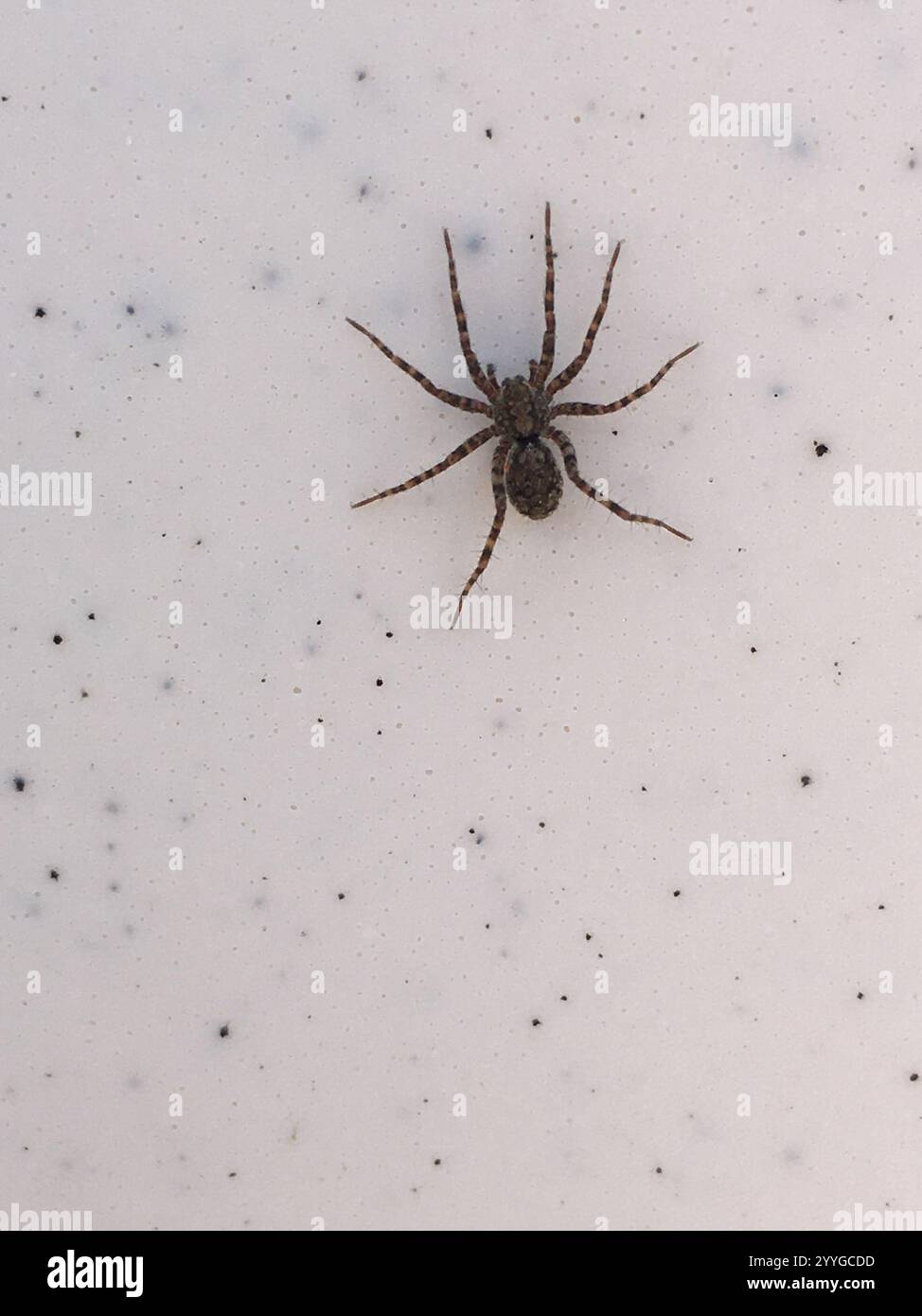 Thin-legged Wolf Spiders (Pardosa Stock Photo - Alamy