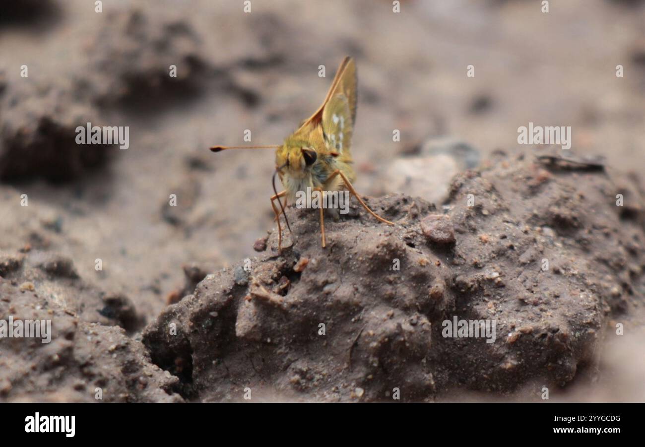Western Branded Skipper (Hesperia colorado Stock Photo - Alamy