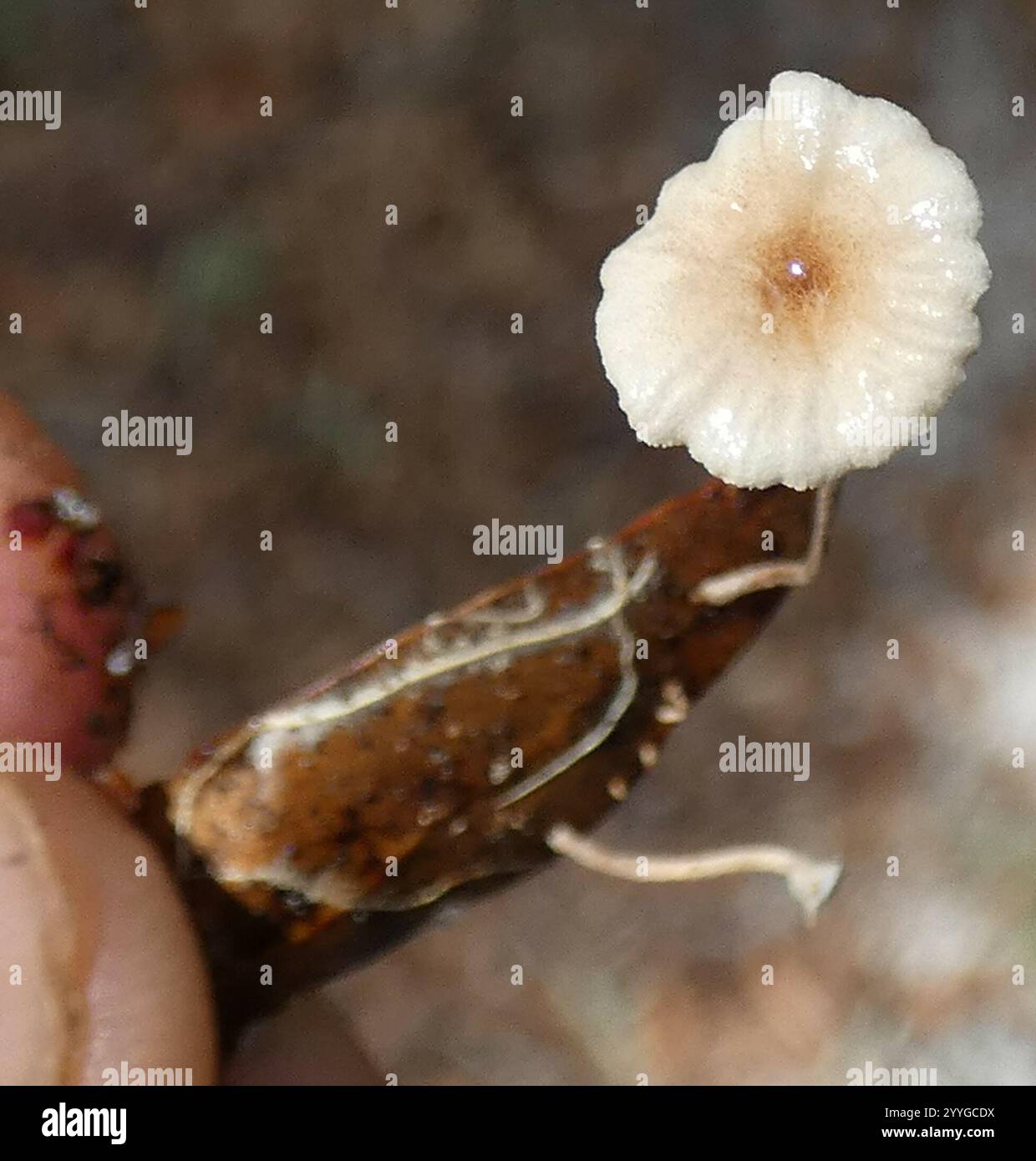 Oak-leaf Pinwheel (Collybiopsis quercophila Stock Photo - Alamy