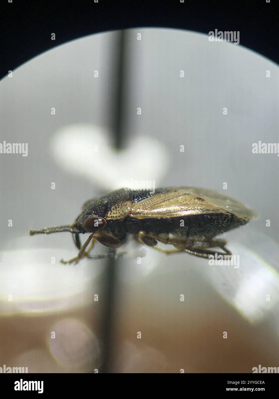 Big-eyed Bugs (Geocoridae Stock Photo - Alamy