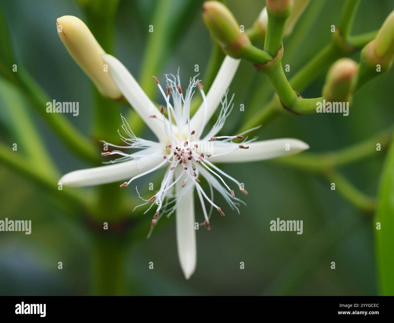 Kandelia hi-res stock photography and images - Alamy