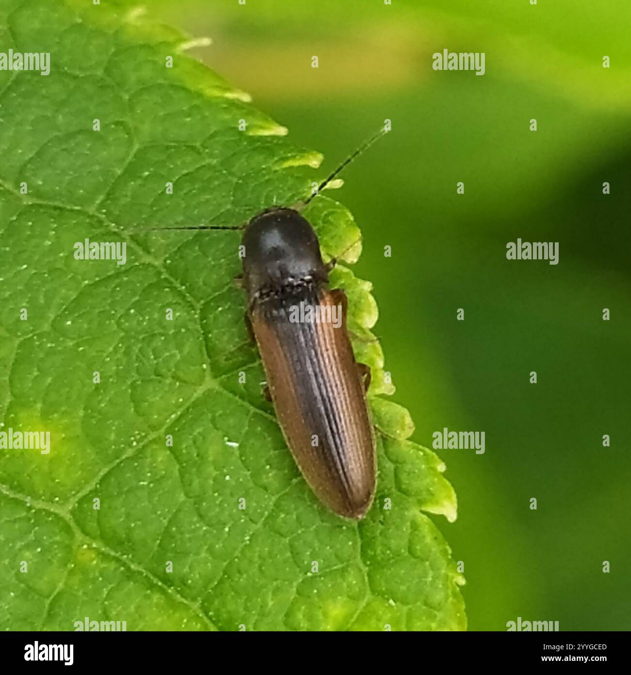 margined click beetle (Dalopius marginatus Stock Photo - Alamy