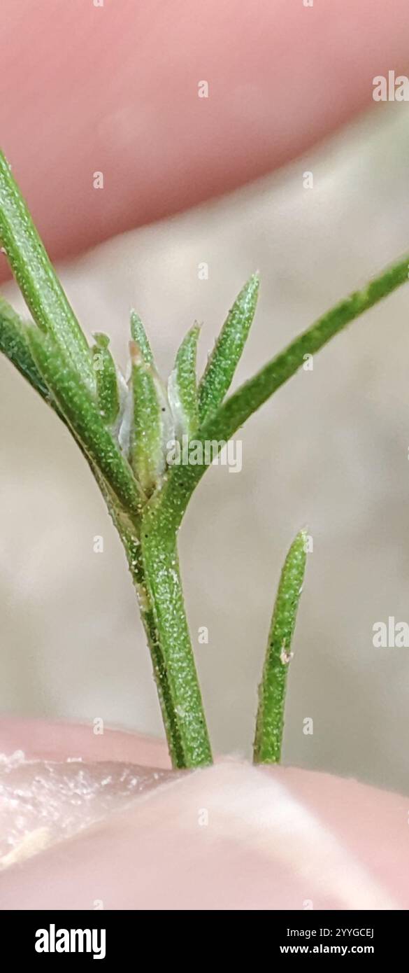 Rust Weed (Polypremum procumbens Stock Photo - Alamy