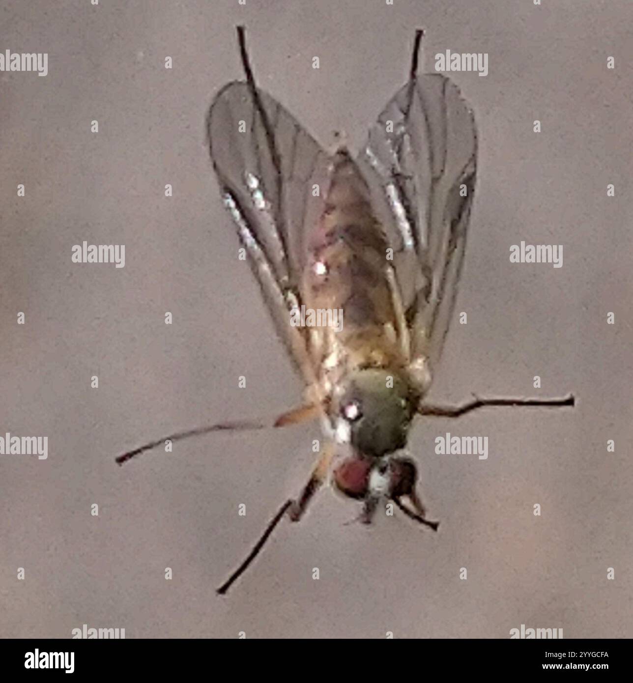 Small Fleck-winged Snipefly (Rhagio lineola Stock Photo - Alamy