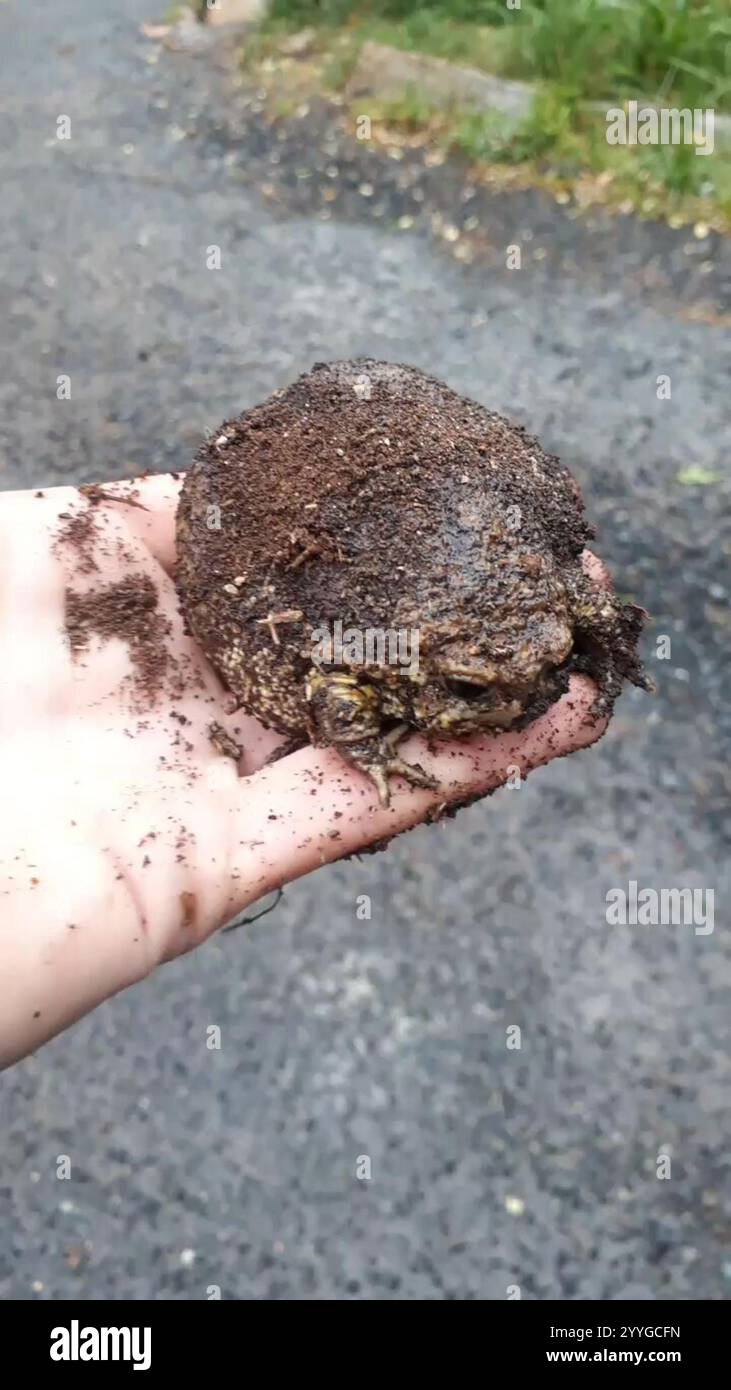 Giant Rain Frog (Breviceps gibbosus Stock Photo - Alamy