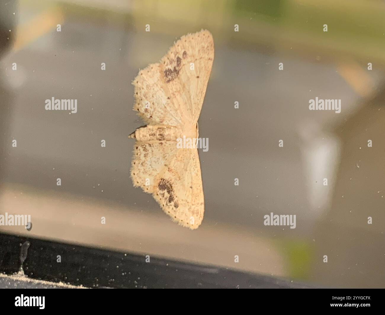 Single-dotted Wave (Idaea dimidiata Stock Photo - Alamy