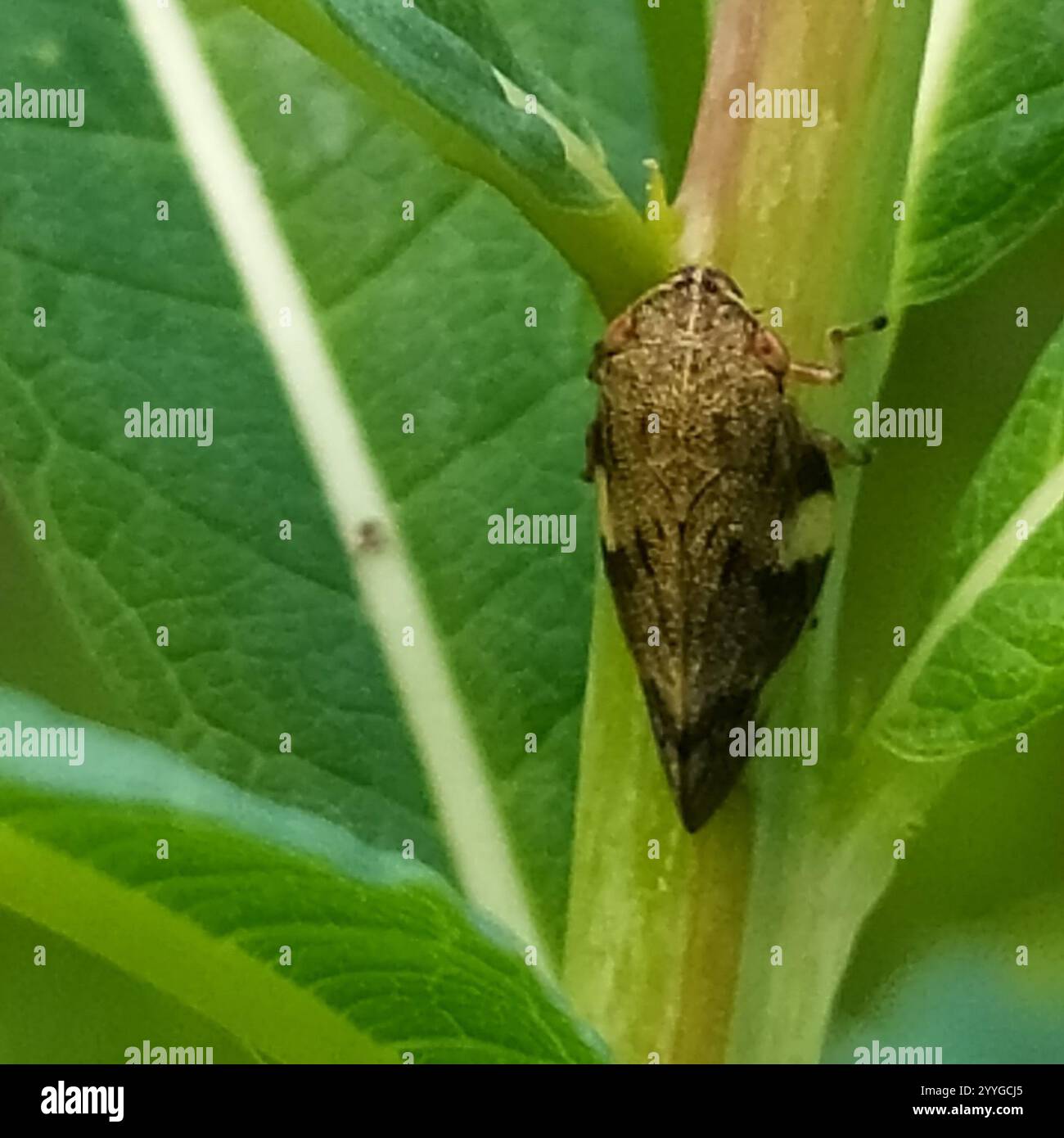 Alder Spittlebug (Aphrophora alni Stock Photo - Alamy