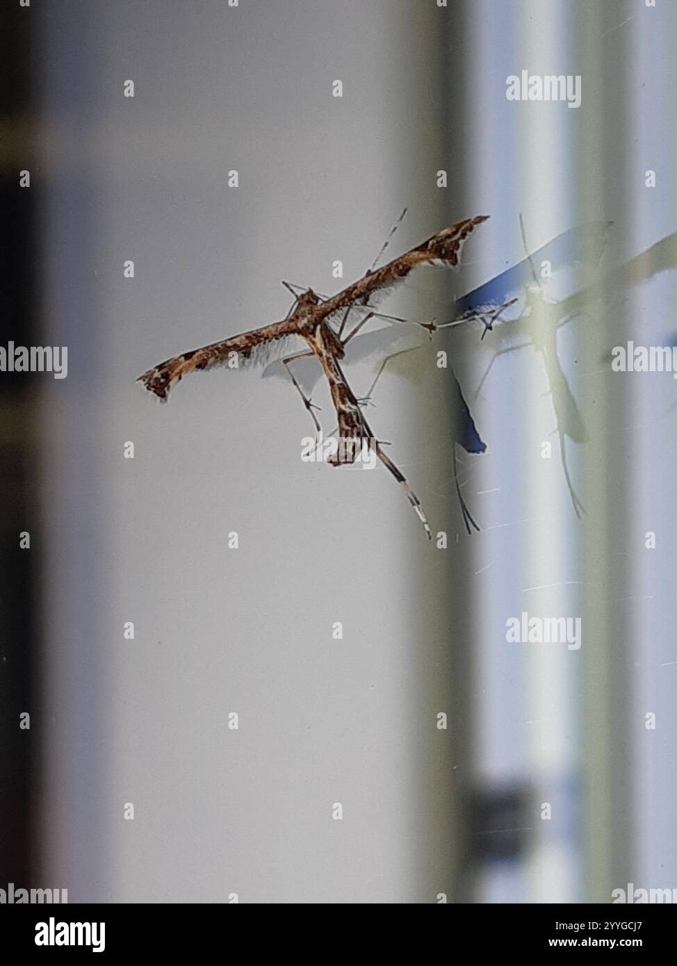 Beautiful Plume Moth (Amblyptilia acanthadactyla Stock Photo - Alamy