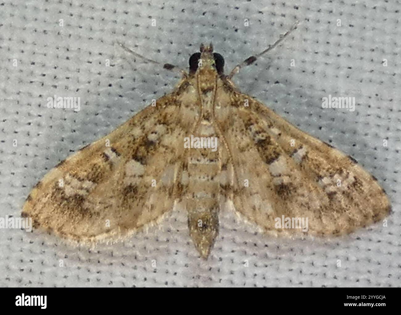 Salvinia Stem Borer Moth (Samea multiplicalis Stock Photo - Alamy