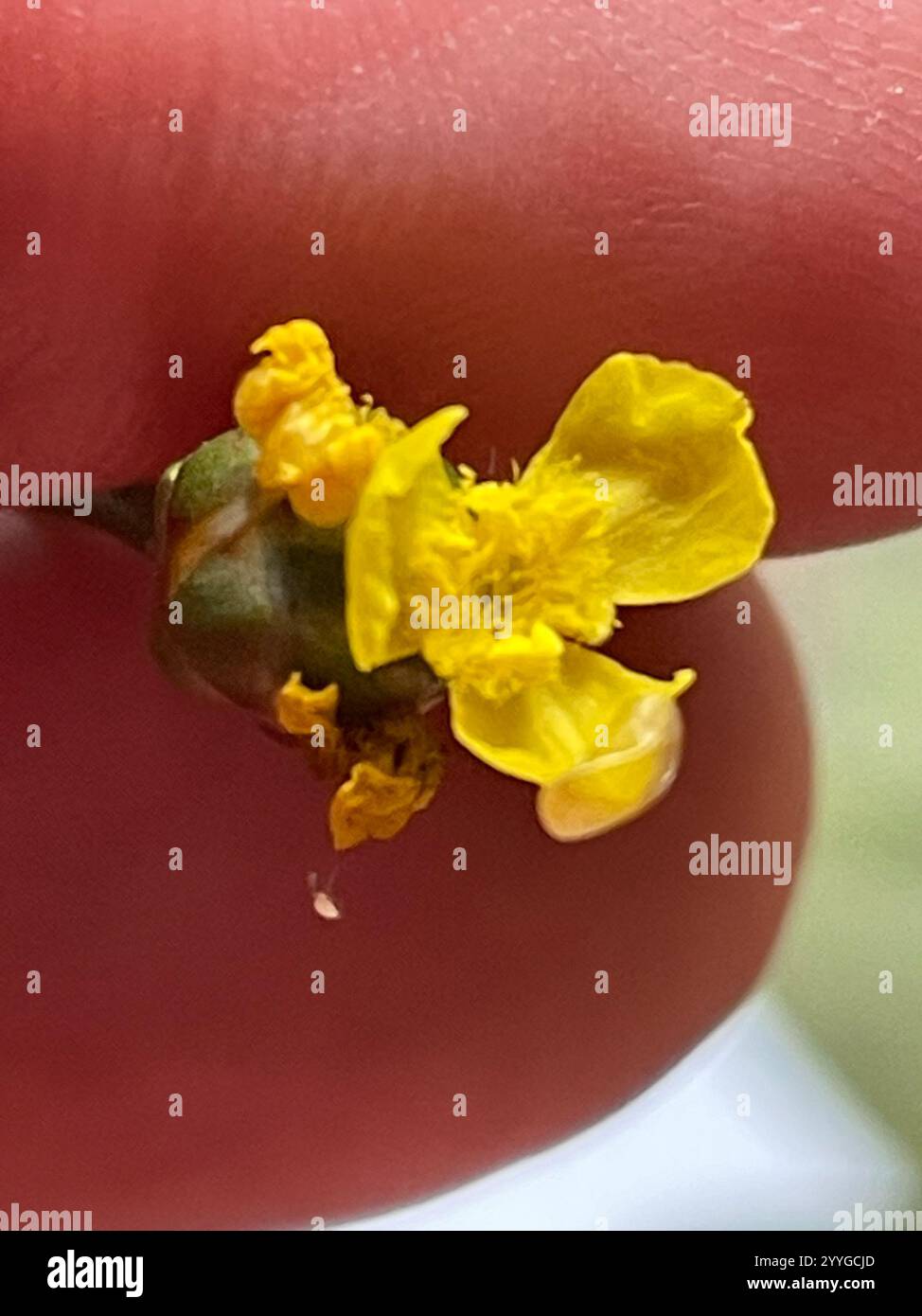 Bog Yellow-eyed Grass (Xyris difformis Stock Photo - Alamy