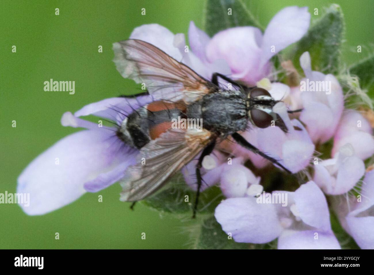 Red Spotted Parasite Fly (Eriothrix rufomaculata Stock Photo - Alamy