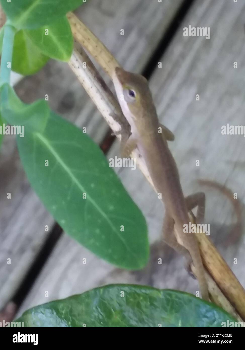 Green Anole (Anolis carolinensis Stock Photo - Alamy