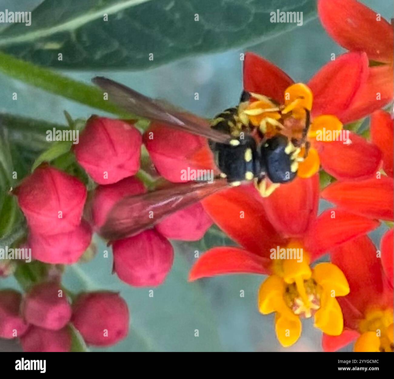 Square-headed Wasps, Sand Wasps, and Allies (Crabronidae Stock Photo ...