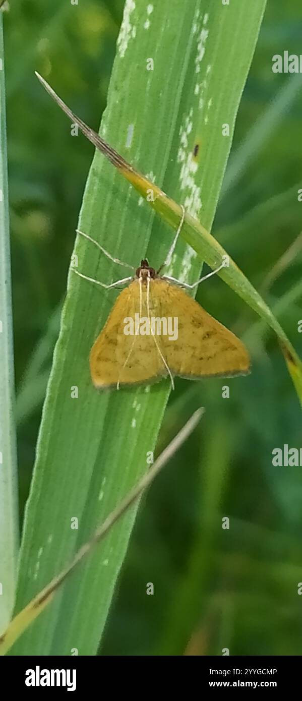 Flavalis hi-res stock photography and images - Alamy
