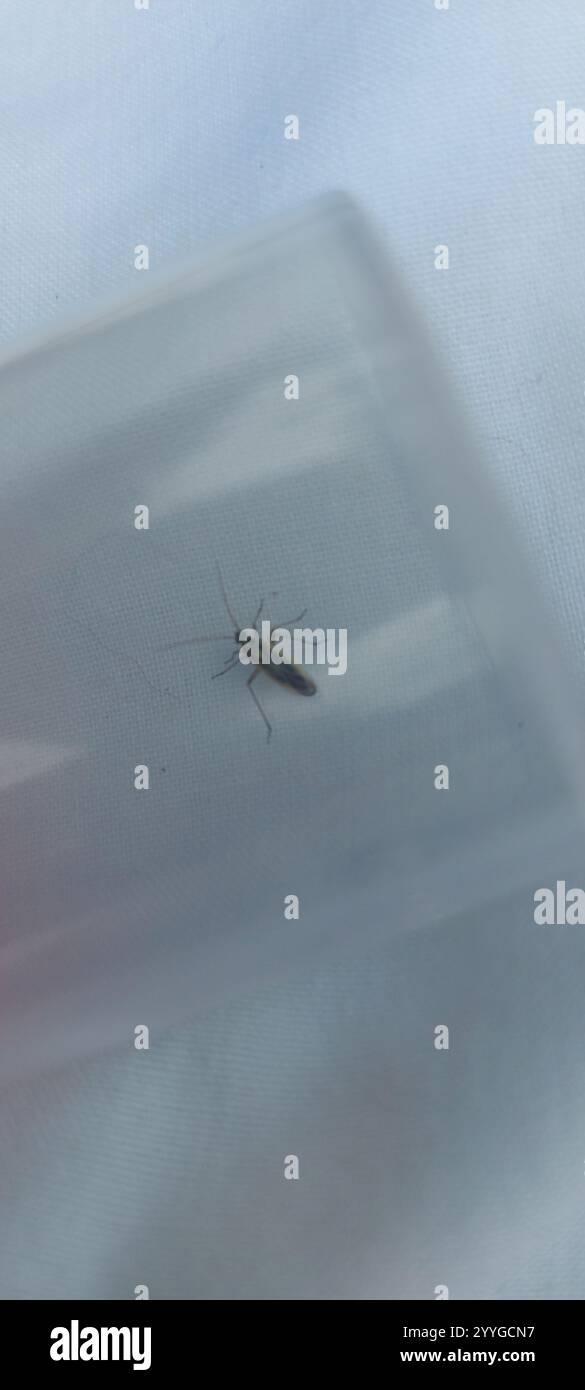 Two-spotted Grass Bug (Stenotus binotatus Stock Photo - Alamy