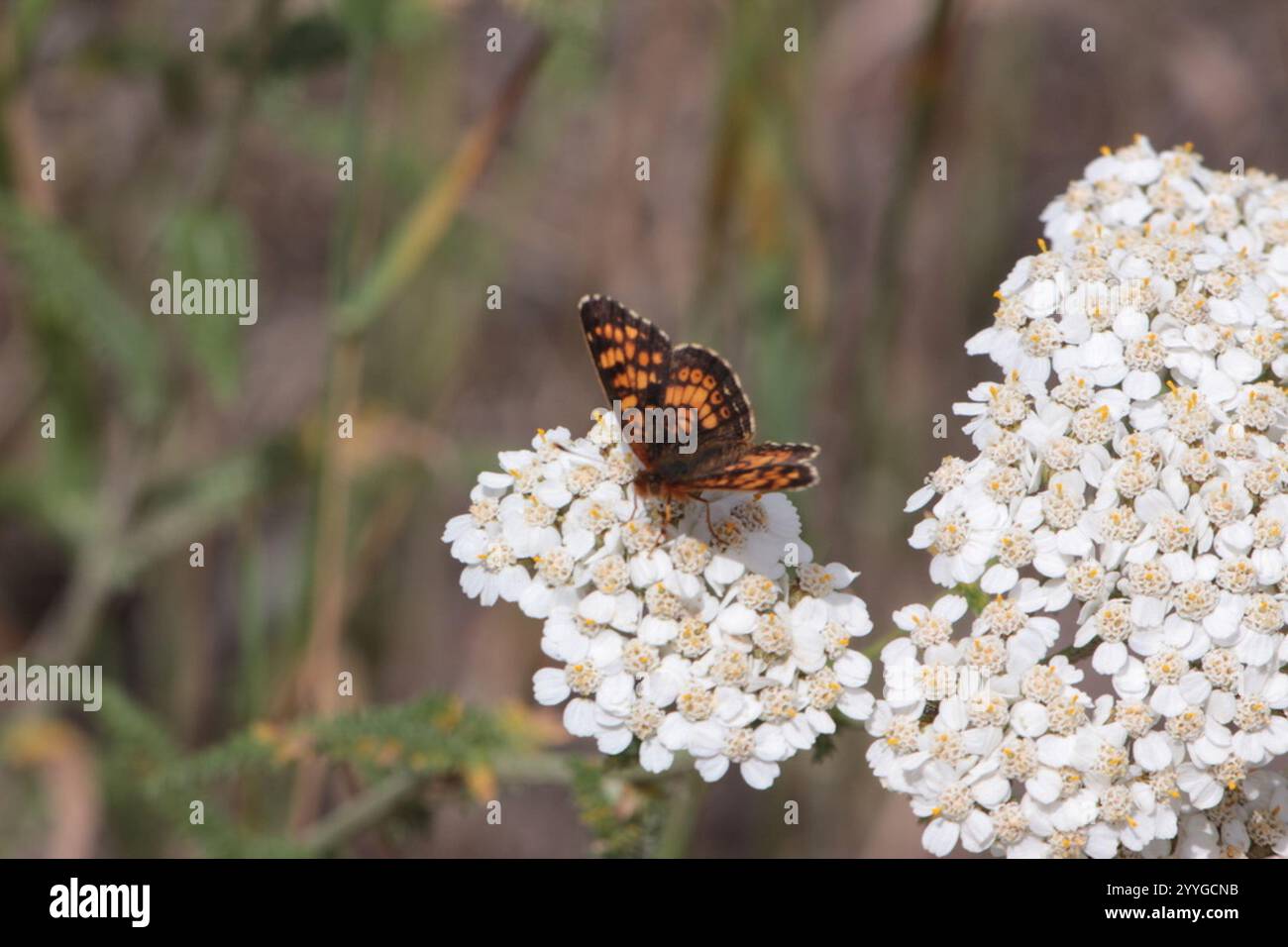 Field Crescent (Phyciodes pulchella Stock Photo - Alamy