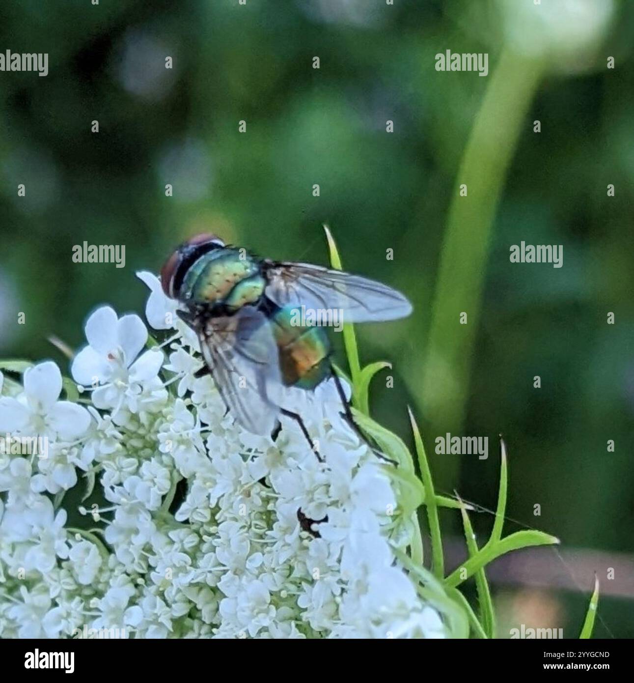 Common European Greenbottle Fly (Lucilia sericata Stock Photo - Alamy