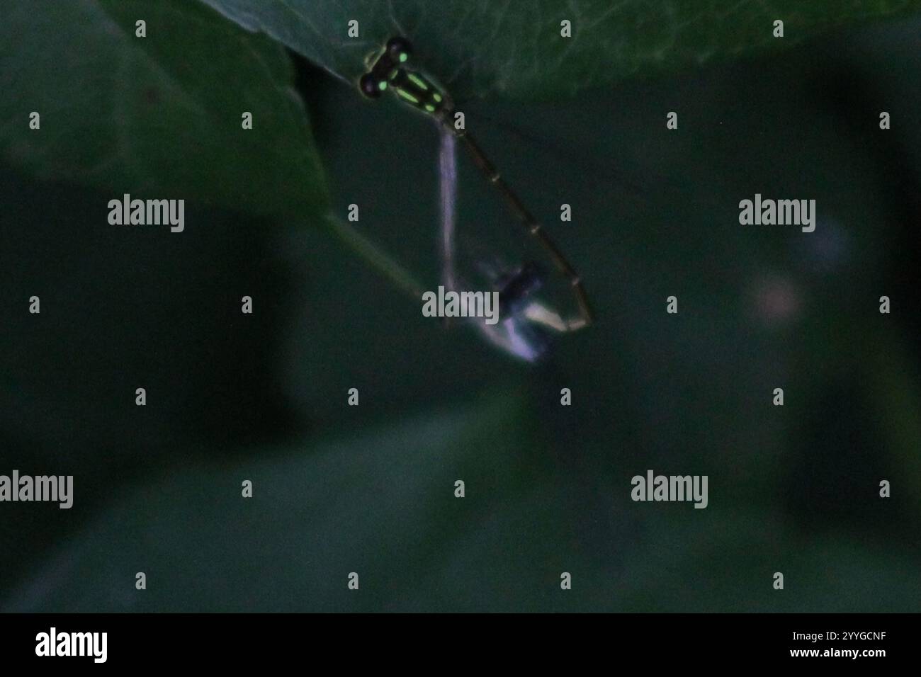 Fragile Forktail (Ischnura posita Stock Photo - Alamy