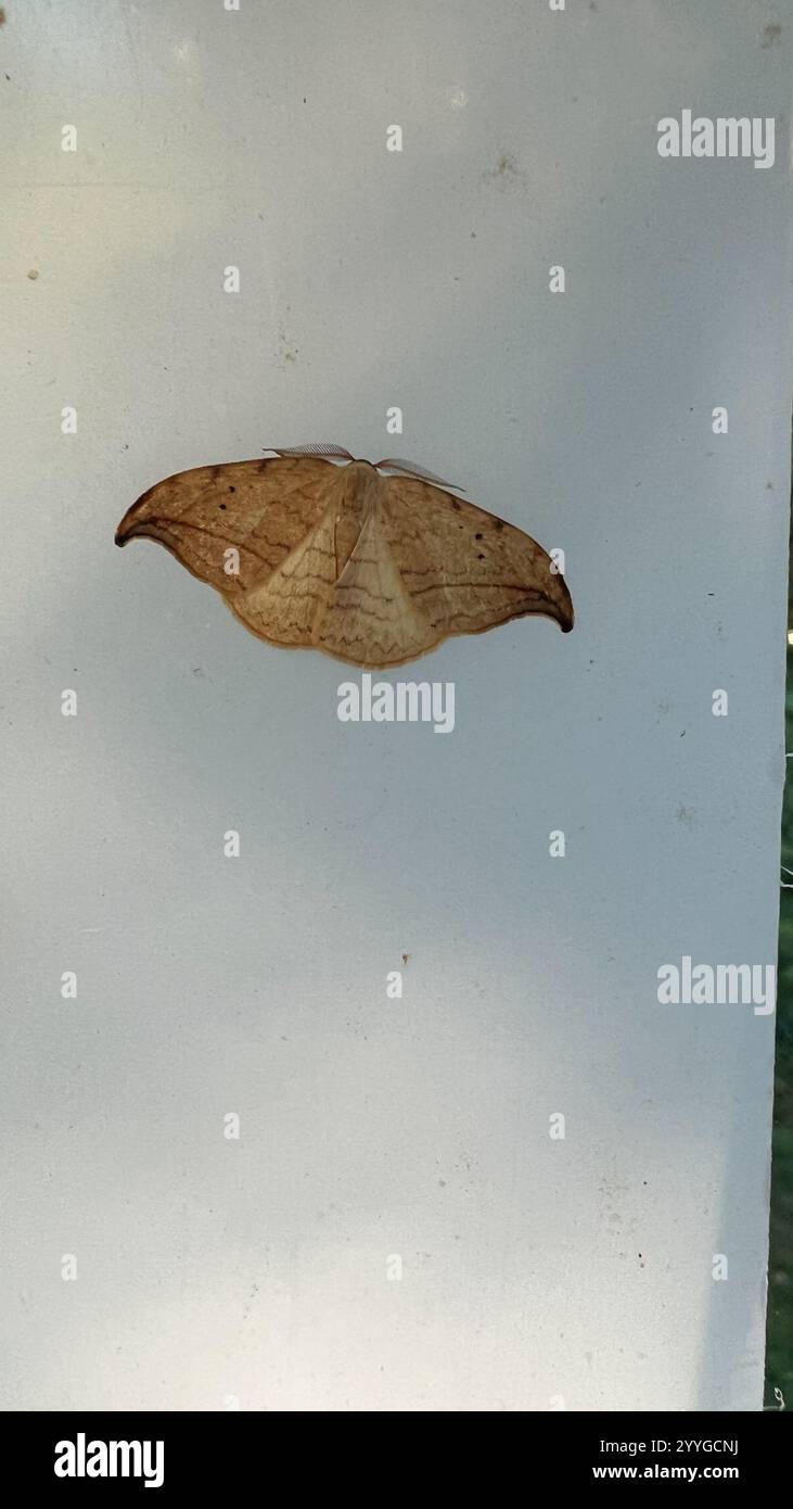 Arched Hooktip Moth (Drepana arcuata Stock Photo - Alamy