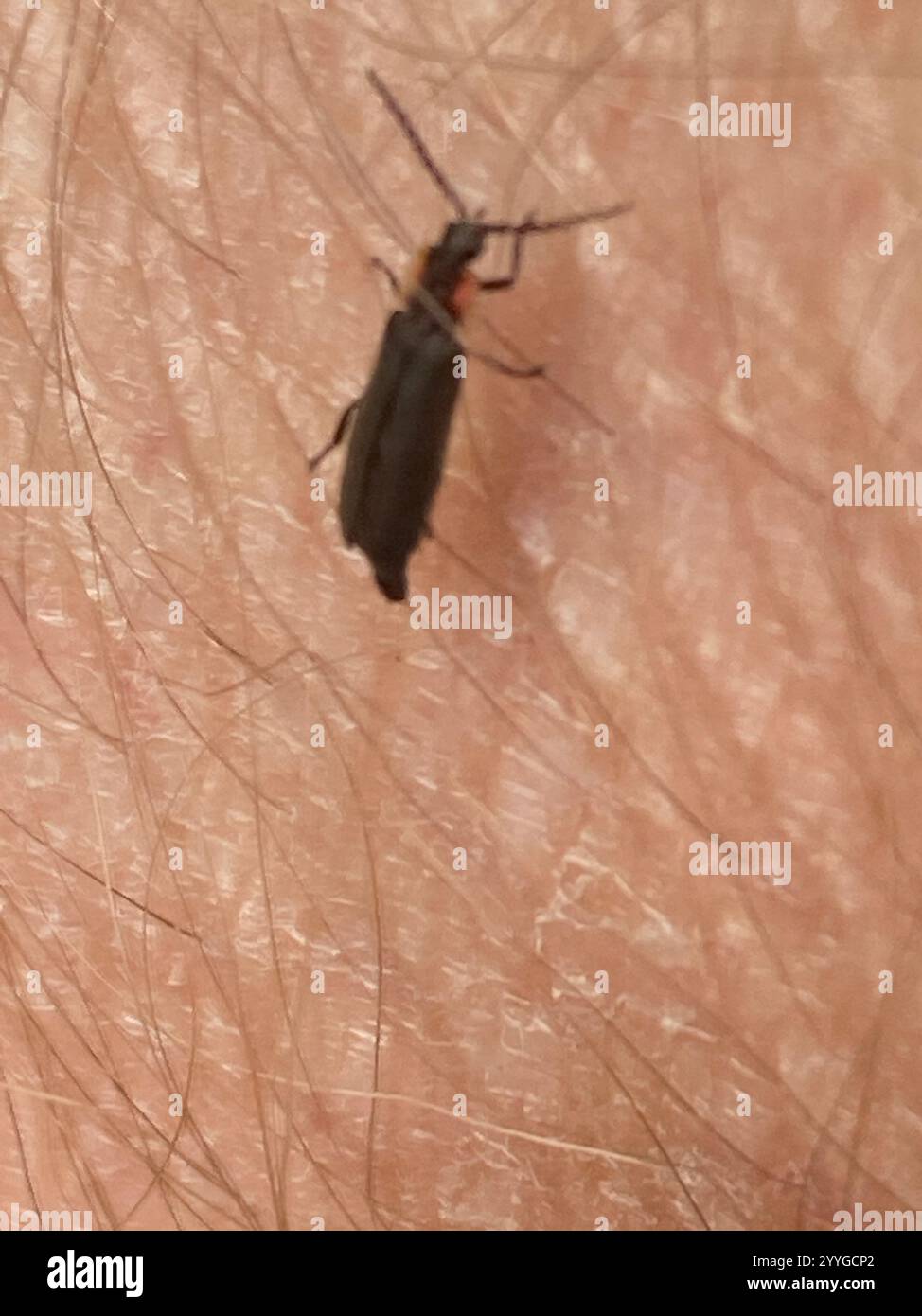 Dark Firefly (Pyropyga nigricans Stock Photo - Alamy