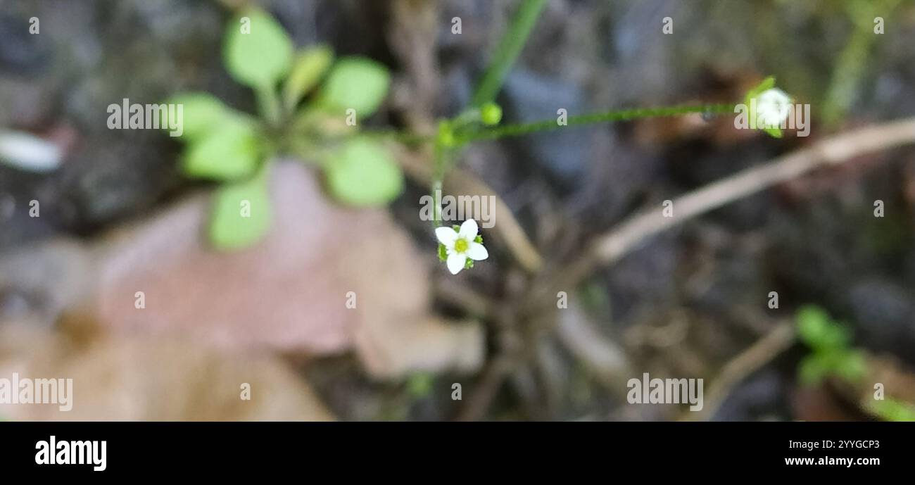 slender-stemmed androsace (Androsace filiformis Stock Photo - Alamy