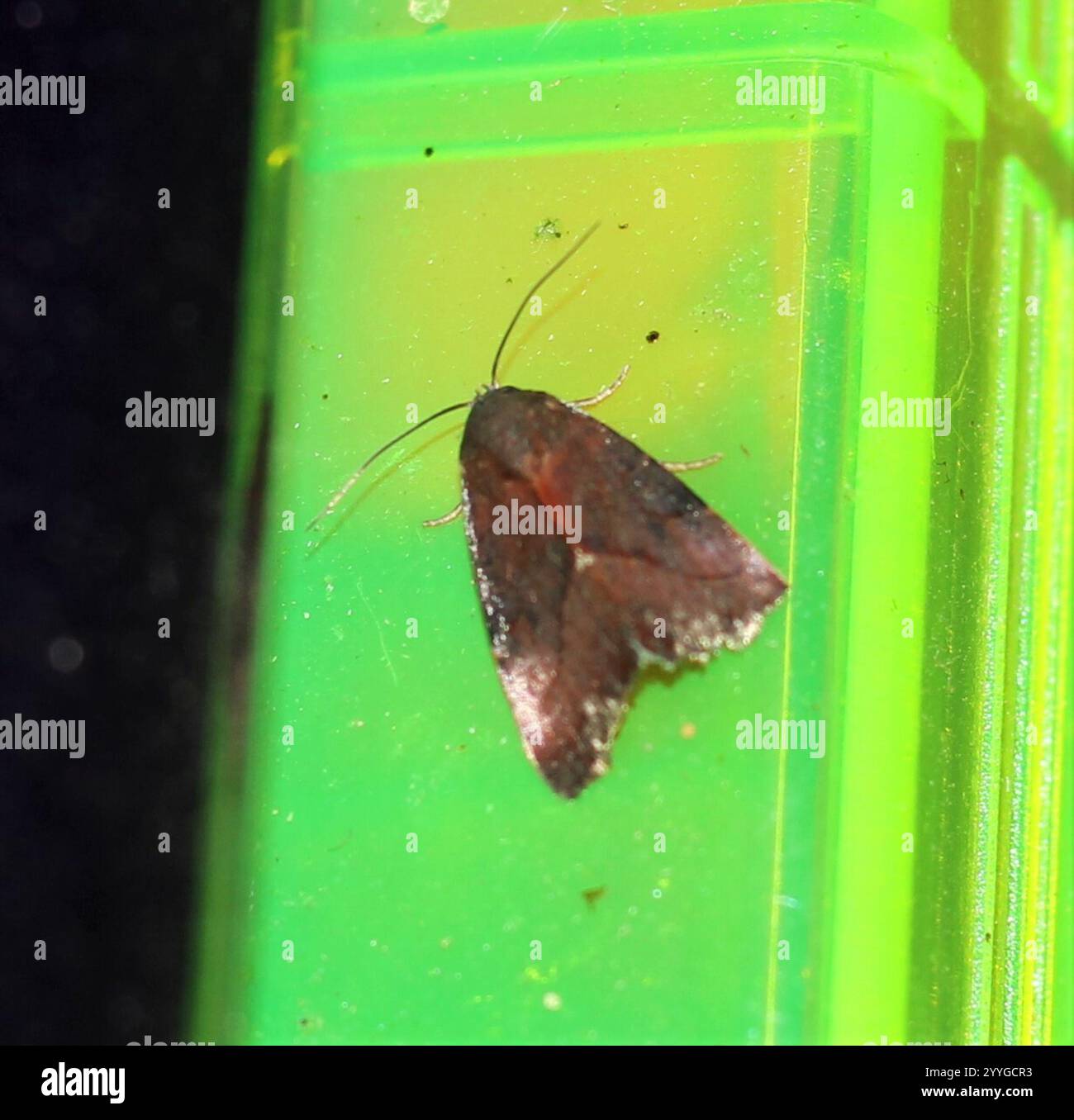 Wedgling Moth (Galgula partita Stock Photo - Alamy