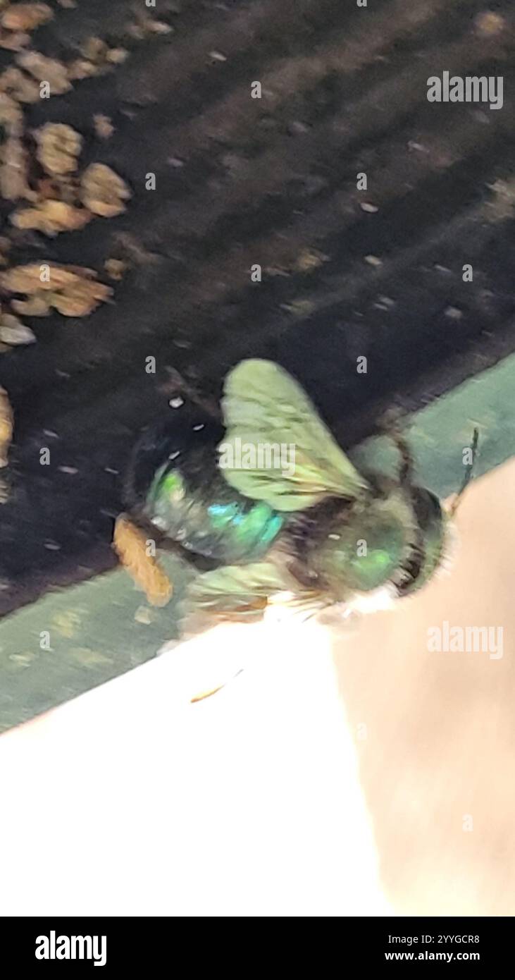 Blue Orchard Bee (Osmia lignaria Stock Photo - Alamy