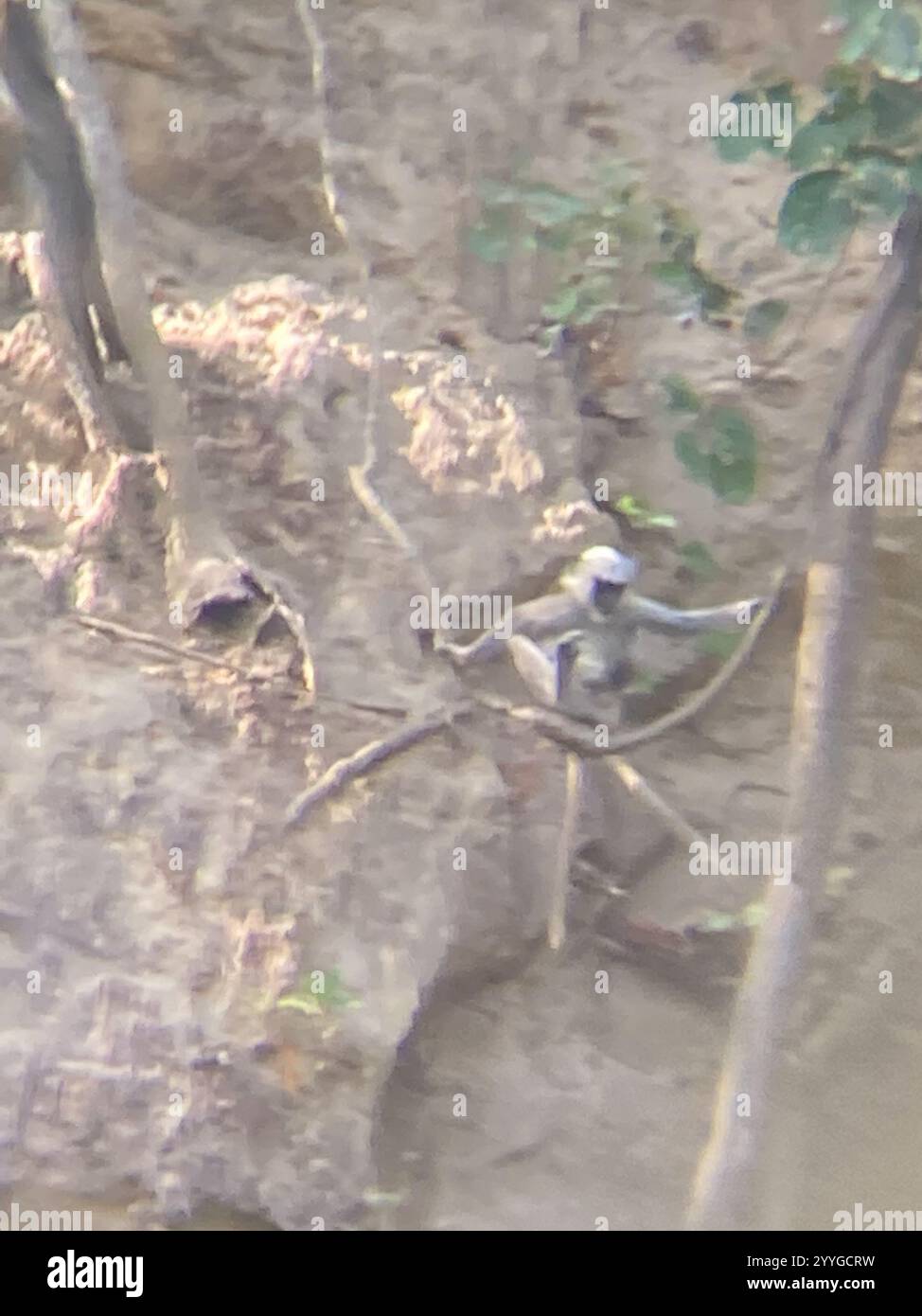 Semnopithecus schistaceus hi-res stock photography and images - Alamy