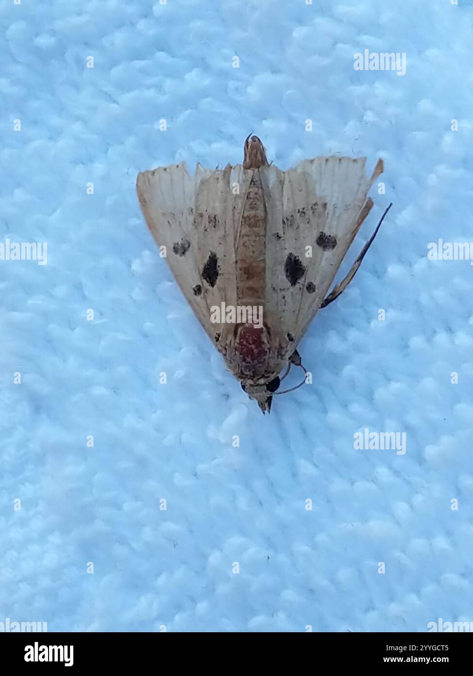 Underwing, Tiger, Tussock, and Allied Moths (Erebidae Stock Photo - Alamy