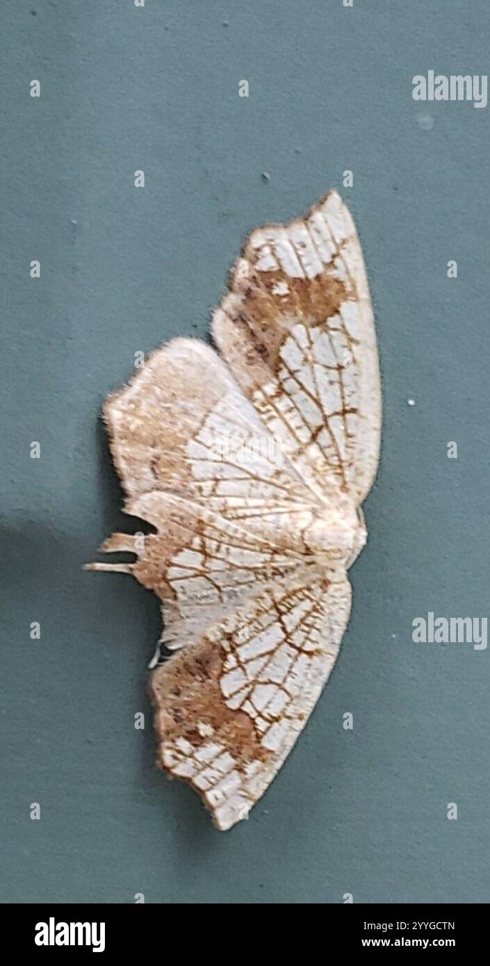 Horned Spanworm Moth (Nematocampa resistaria Stock Photo - Alamy