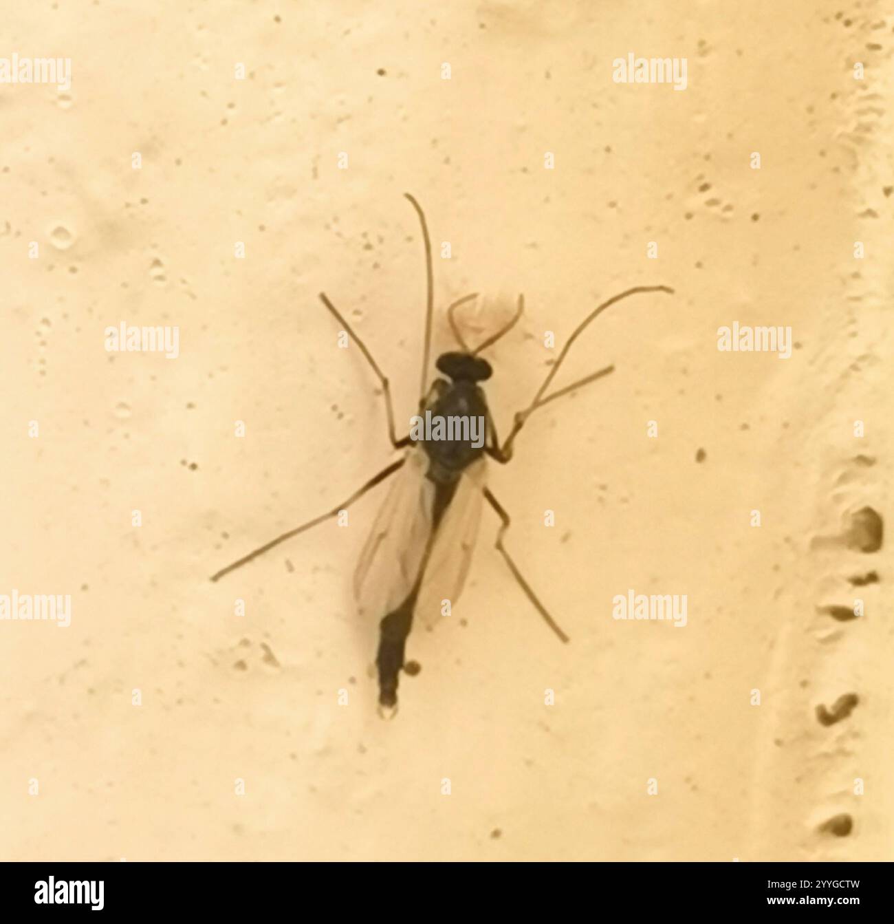 Non-biting Midges (Chironomidae Stock Photo - Alamy