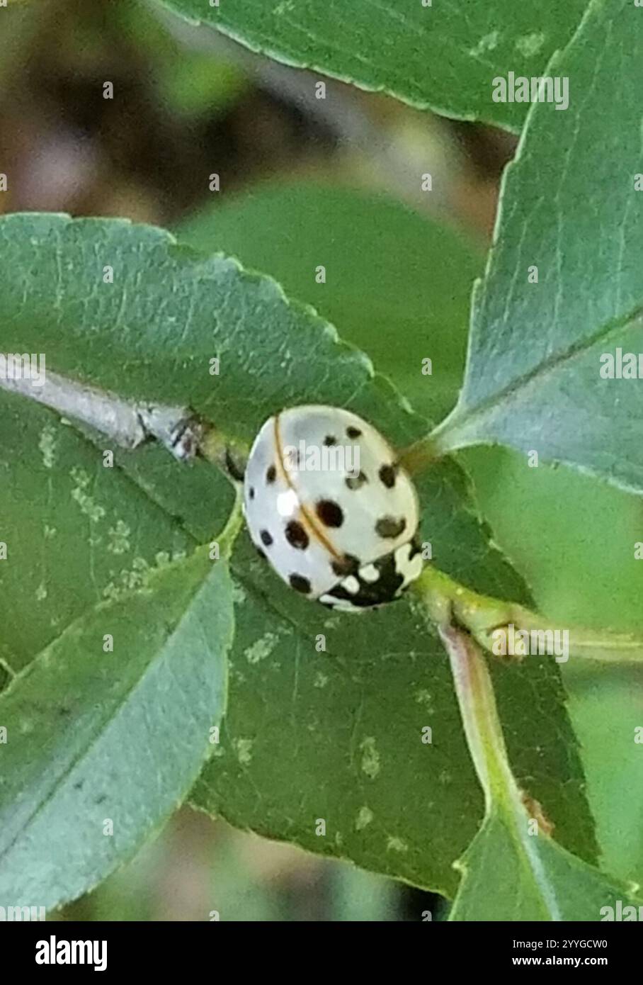 Fifteen-spotted Lady Beetle (Anatis labiculata Stock Photo - Alamy