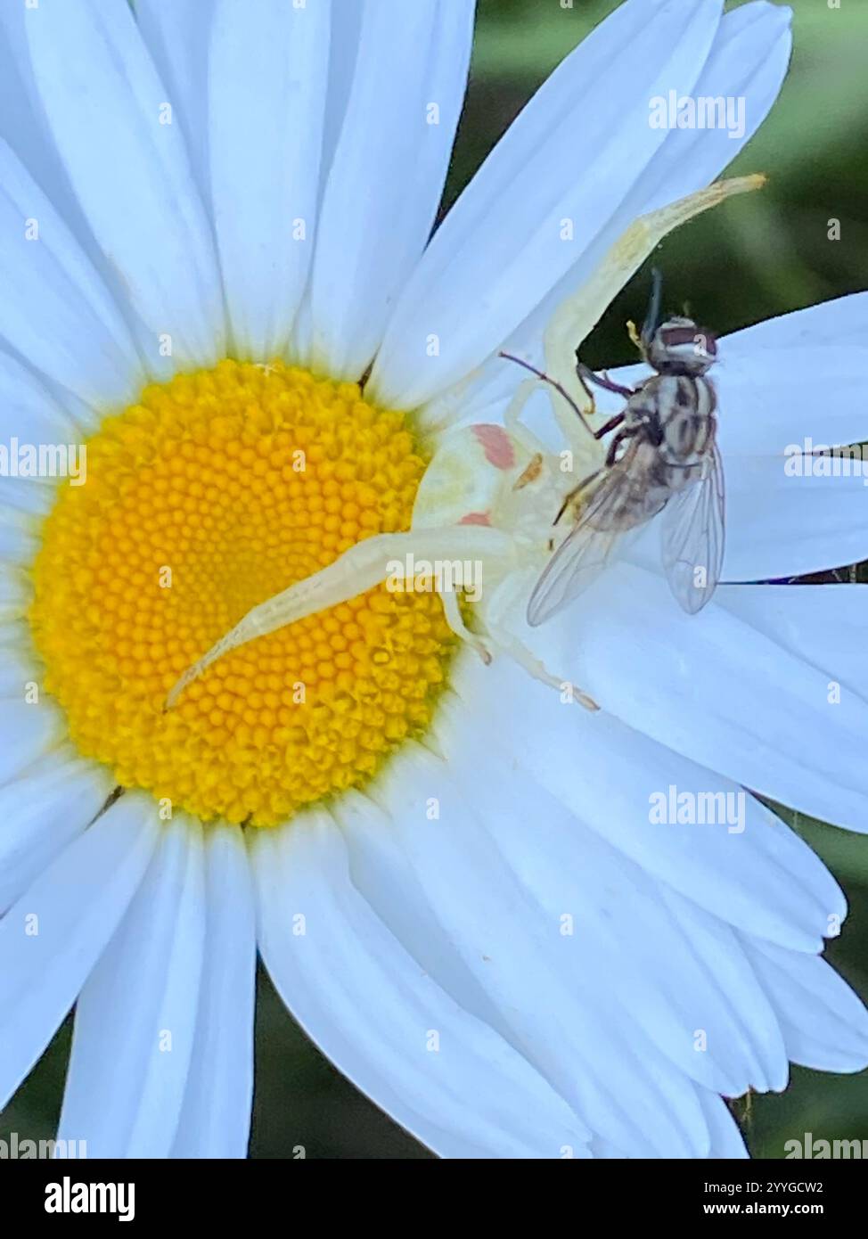 Stable Fly (Stomoxys calcitrans Stock Photo - Alamy