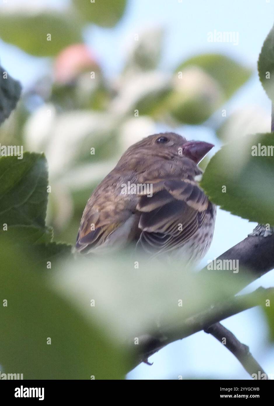 Common Rosefinch (Carpodacus erythrinus Stock Photo - Alamy