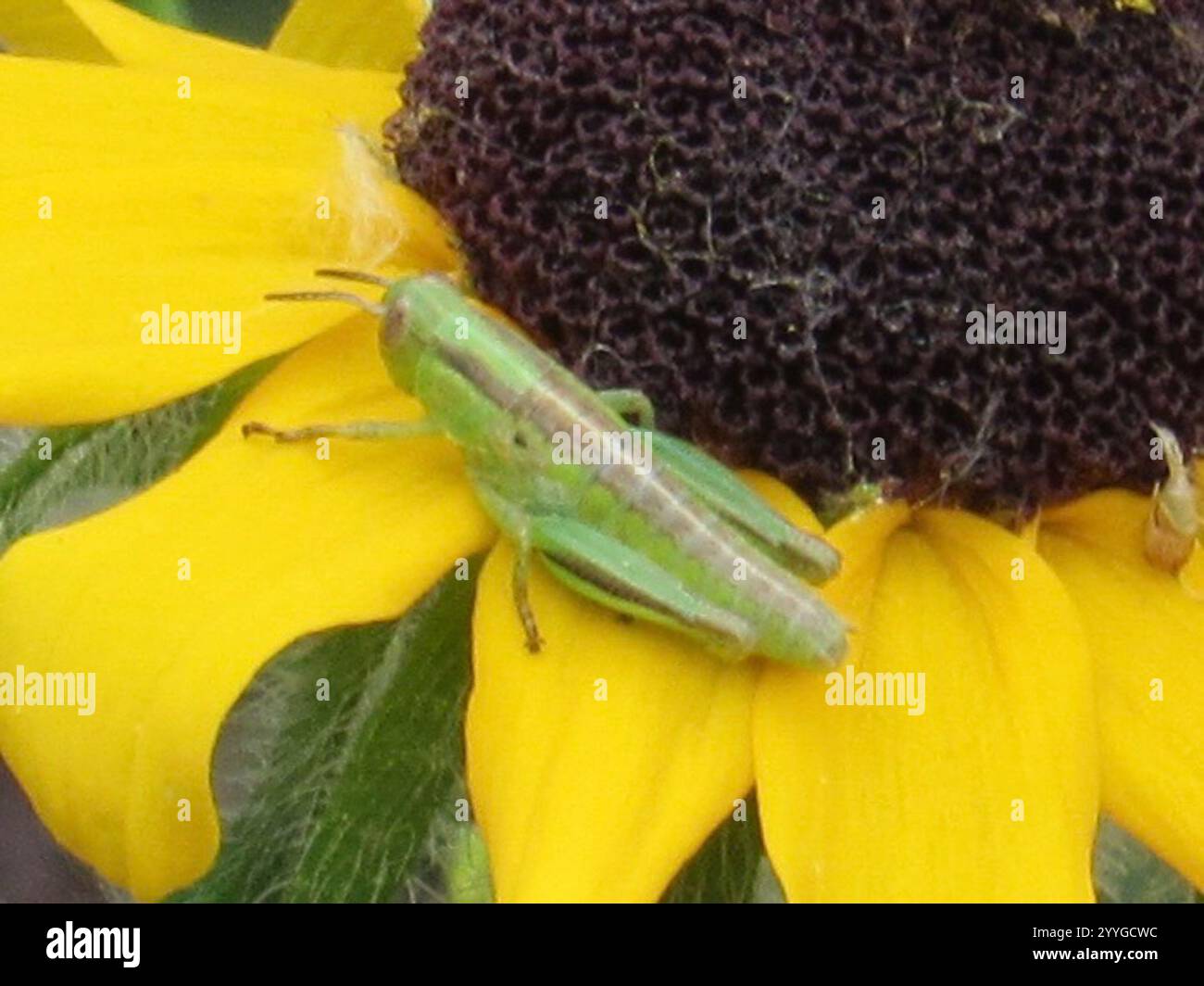 Spur-throated Grasshoppers (Melanoplinae Stock Photo - Alamy