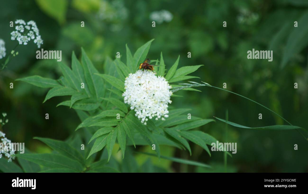 Dwarf Elder (Sambucus ebulus Stock Photo - Alamy